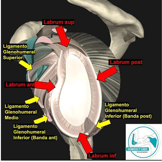 Anatomía Del Hombro Labrum Ecografía Del Labrum Posterior Del Hombro